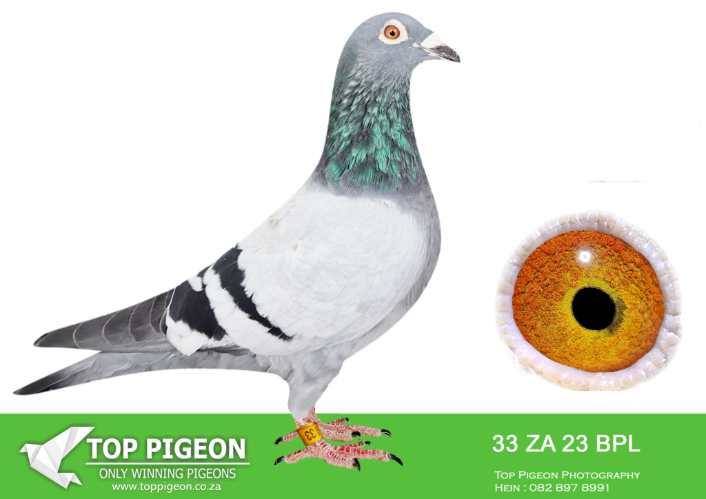 LOT 27 BOSHOFF PIGEON LOFTS AUCTION 3 – 33 ZABPL 23 -One of the best bred sons of Koning. Both ...