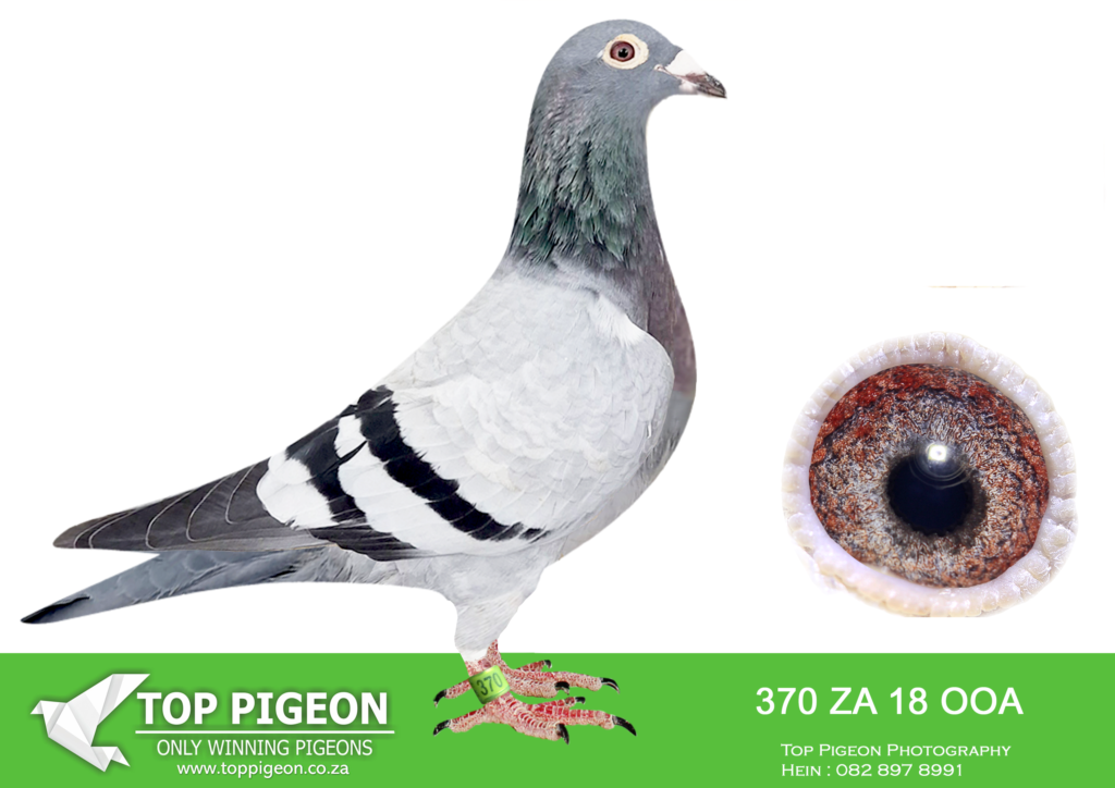 LOT 59 BOSHOFF PIGEON LOFTS AUCTION 3 – 370 ZAOOA 18 -SIRE:5940 ...