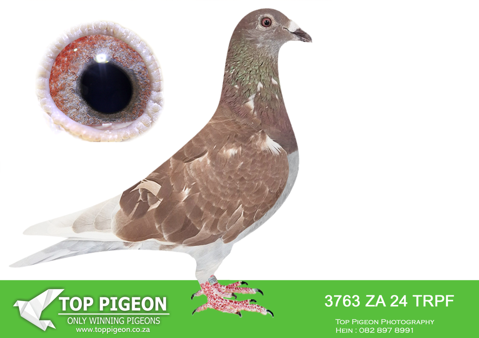 LOT 17 EARLY MAY -ZA 24 TRPF 3763 -SIRE:ZA-2023-GPU-4746 TNT Elite Centre Best Kittel Mealy A ...