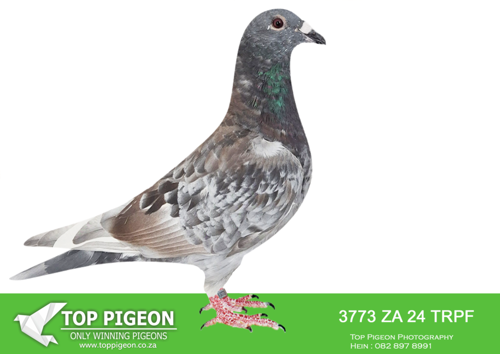 LOT 17 EARLY MAY -ZA 24 TRPF 3763 -SIRE:ZA-2023-GPU-4746 TNT Elite Centre Best Kittel Mealy A ...