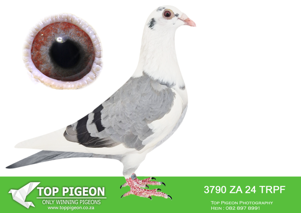 LOT 12 EARLY MAY -ZA 24 TRPF 3790 -SIRE:ZA-2021-GPU-12863 Mc Dermott Lofts Kittel Bont Super ...