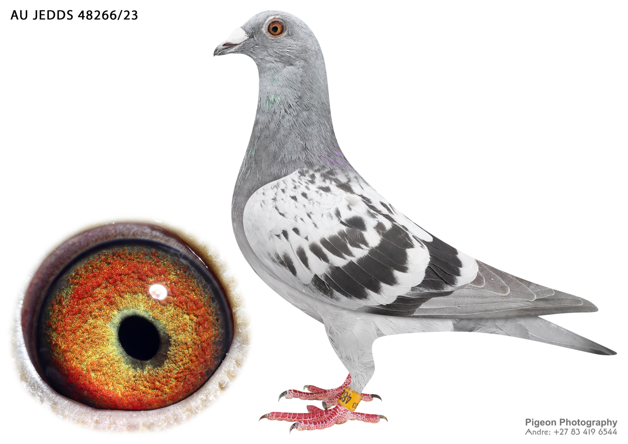 .LOT 1 NESTMATE/FULL BROTHER TO “FREAK SHOW” AFRIKAPRO BLUE JACKET WINNER AND 2ND BROWN JACKET ...