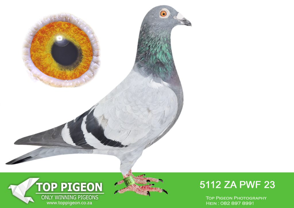 LOT 62 BOSHOFF PIGEON LOFTS AUCTION 2 -5112 ZAPWF 23 -Sire is inbred ...