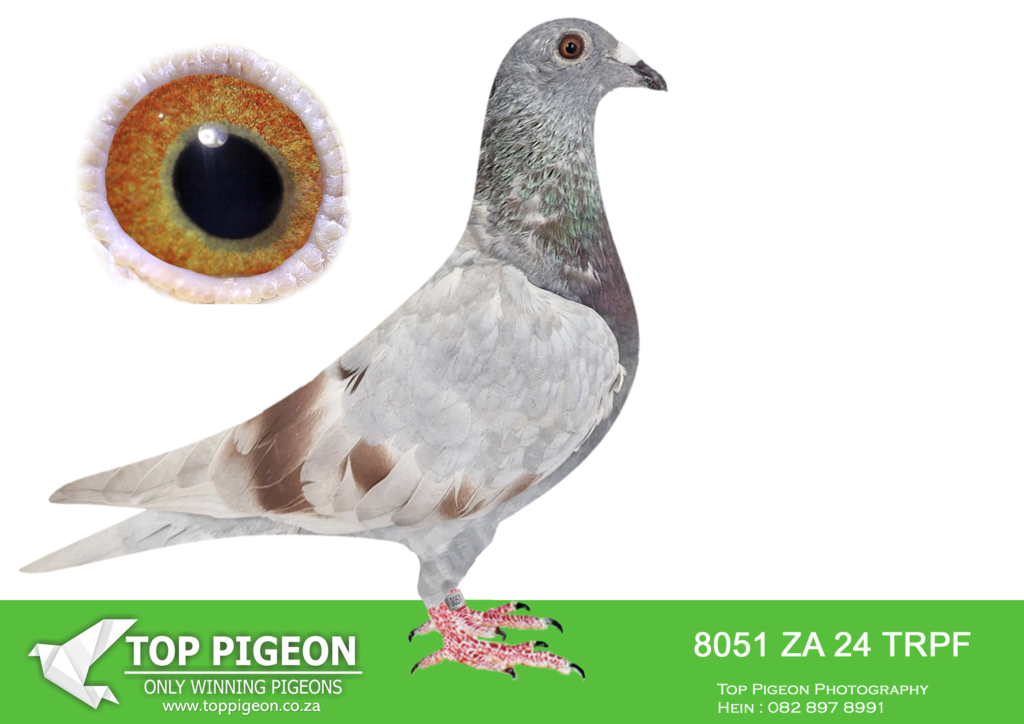 LOT 23 EARLY MAY -ZA 24 TRPF 8051 -SIRE:ZA-2023-GPU-4746 TNT Elite Centre Best Kittel Mealy A ...