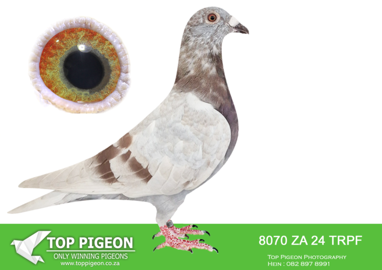 LOT 25 EARLY MAY -ZA 24 TRPF 8070 -SIRE:ZA-2023-BHU-4897 M. Engelbrecht The best Kittel blood in ...