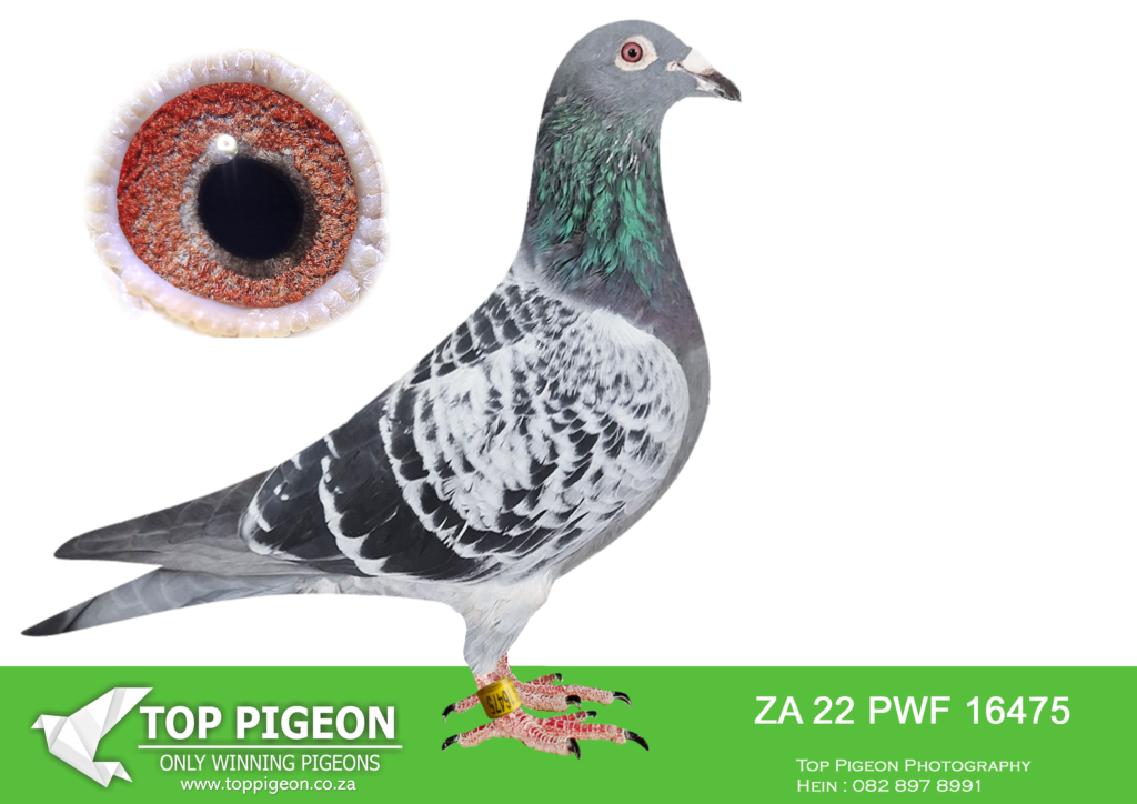 LOT 20 BOSHOFF PIGEON LOFTS AUCTION 3 – 16475 ZAPWF 22 -ABSOLUTE BEST VAN RHYN CLOECK ...