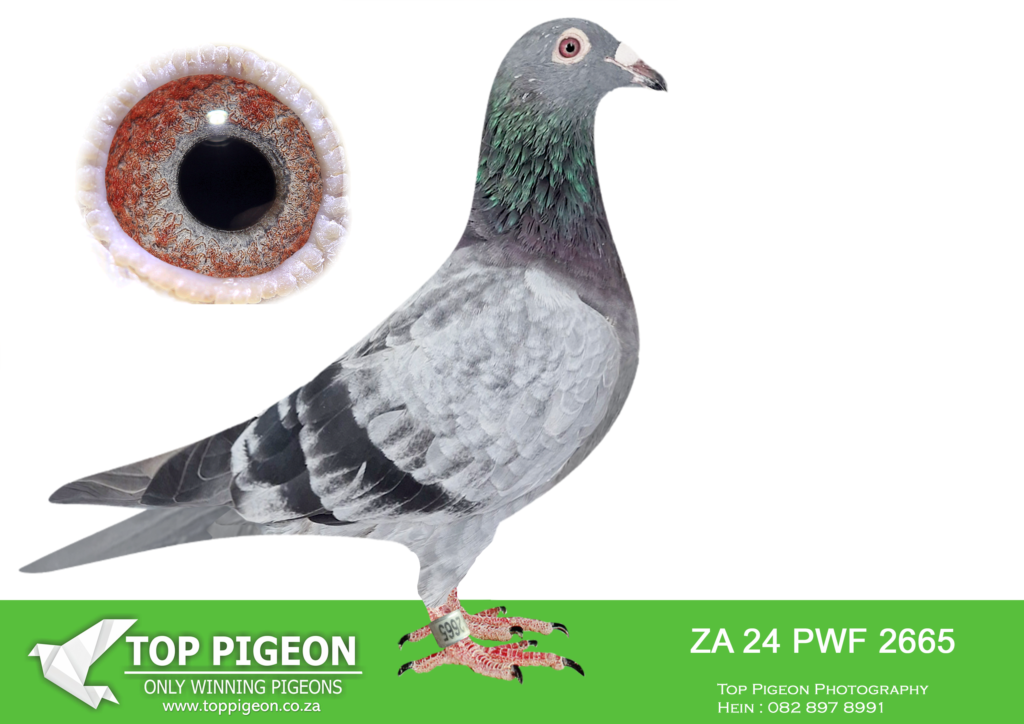 LOT 62 BOSHOFF PIGEON LOFTS AUCTION 3 – 2665 ZAPWF 24 -SIRE:1370 ...