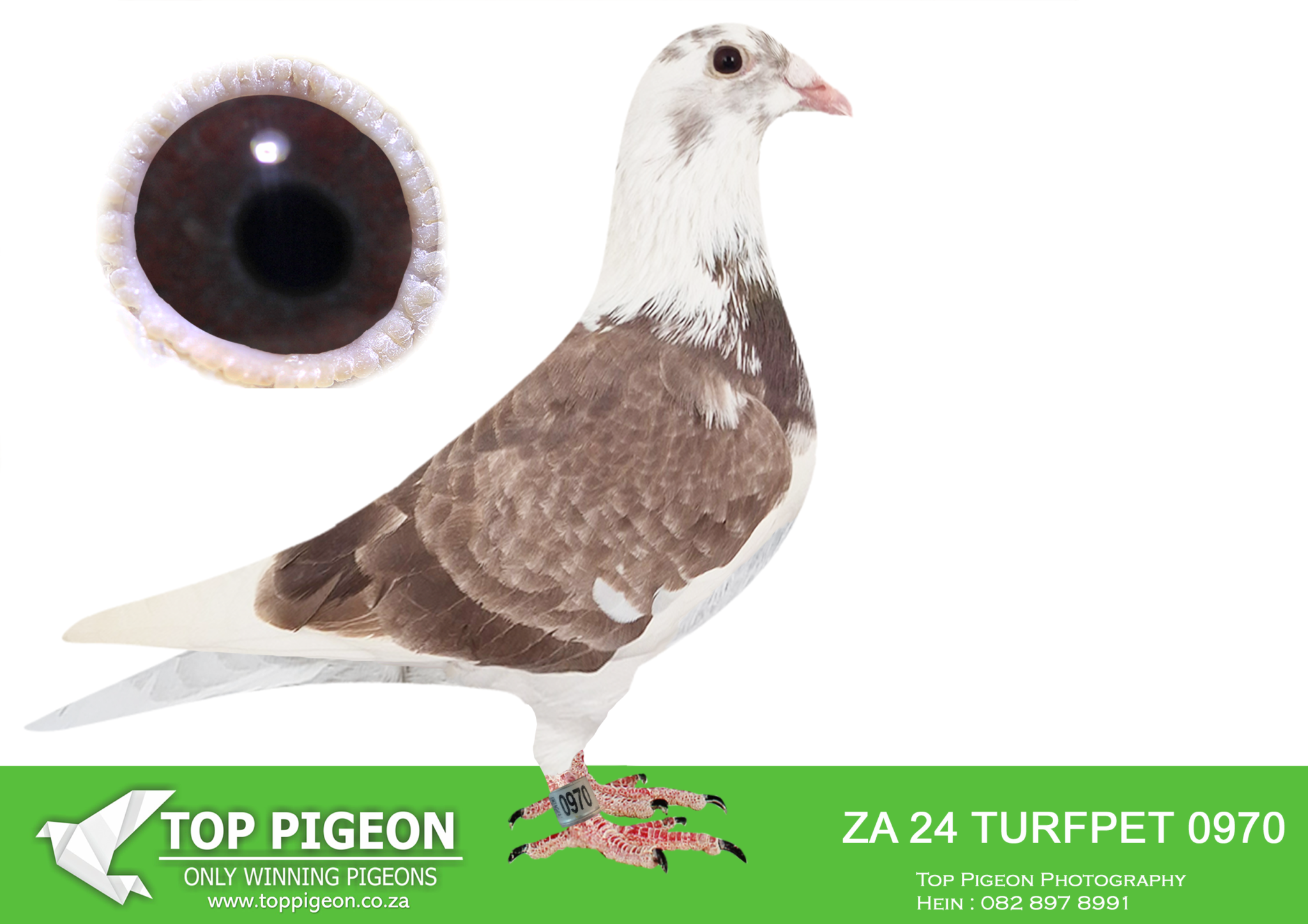 .LOT 1 FERDIE COETZER – ZA 24 TURFPET 0970 -Roode Witkoppen , ZA 24 TURFPET 0970 is bred from ...