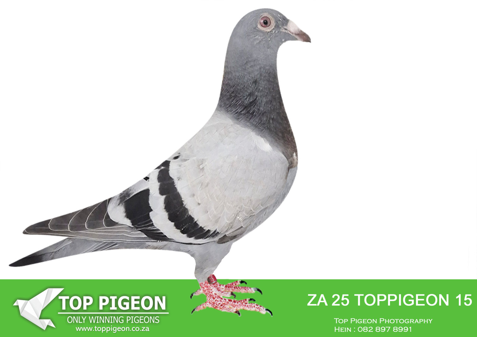 Past racing pigeon auctions | Archive of bids & pedigrees