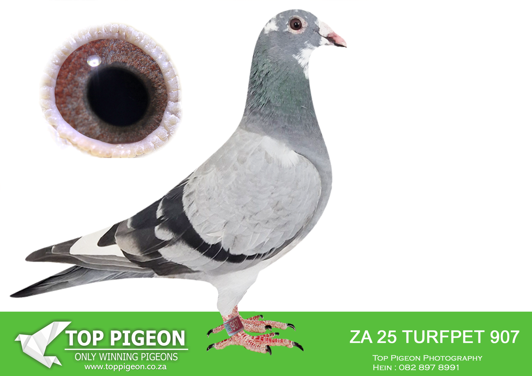 .LOT 7 FERDIE COETZER -ZA 25 TURFPET 907 -outstanding characteristic is her muscles .The high ...