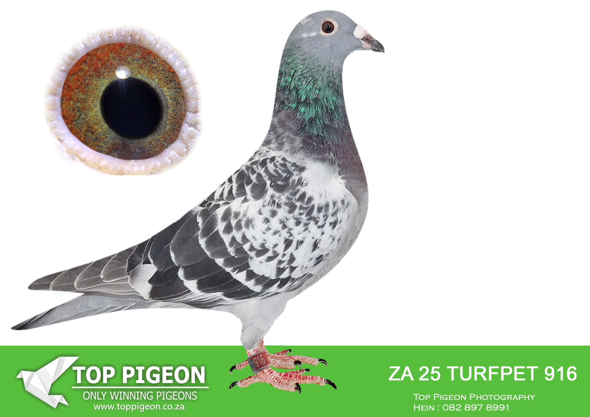 .LOT 9 FERDIE COETZER -ZA 25 TURFPET 916 -Top handling pure Blou Bul hen . The Blou Bull ...