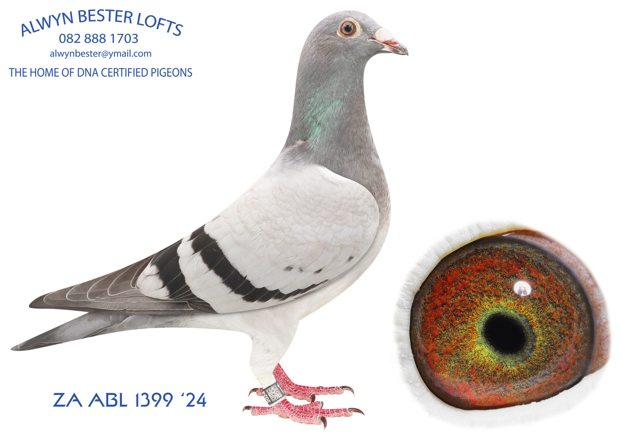 .LOT 2 ALWYN BESTER – ZA 24 ABL 1399 BBAR -Bred from the father to the Best Yearling in PTA ...