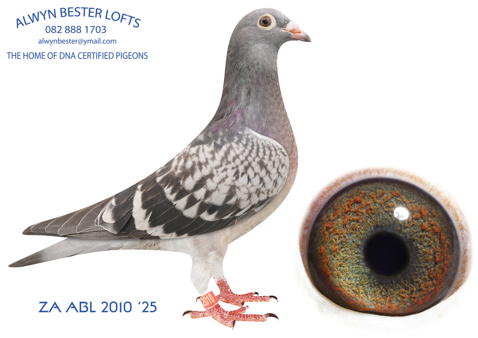 .LOT 4 ALWYN BESTER – ZA 25 ABL 2010 CHECK – Bred from the father to 643, GOLD MEDAL OVERALL ...