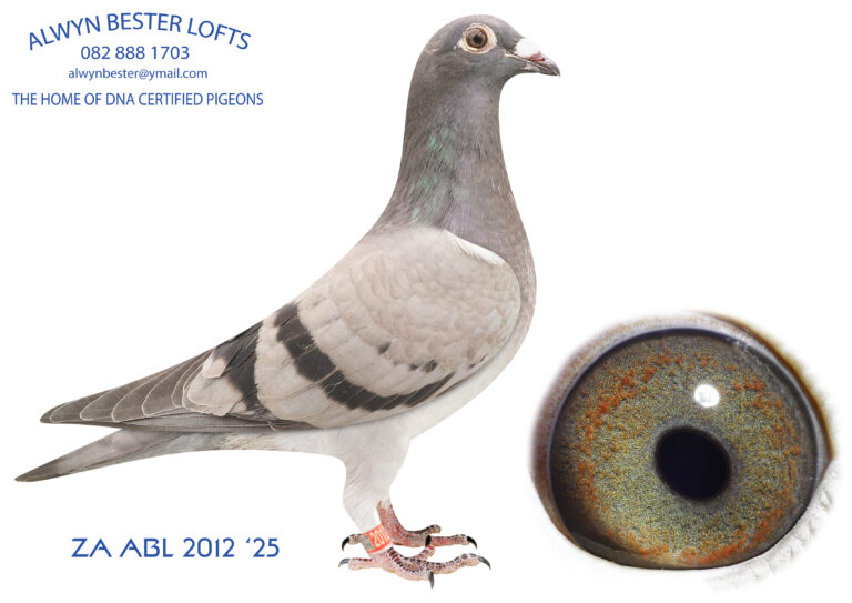 .LOT 9 ALWYN BESTER -ZA 25 ABL 2012 BBAR -SIRE:10151 ZA 16.Strain: Tom ...