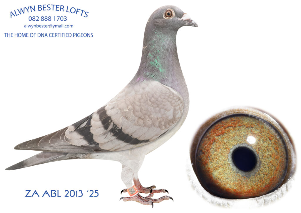 .LOT 3 ALWYN BESTER – ZA 25 ABL 2013 -SIRE:10151 ZA 16.Strain: Tom Lock Color: Blue Bar Bred ...