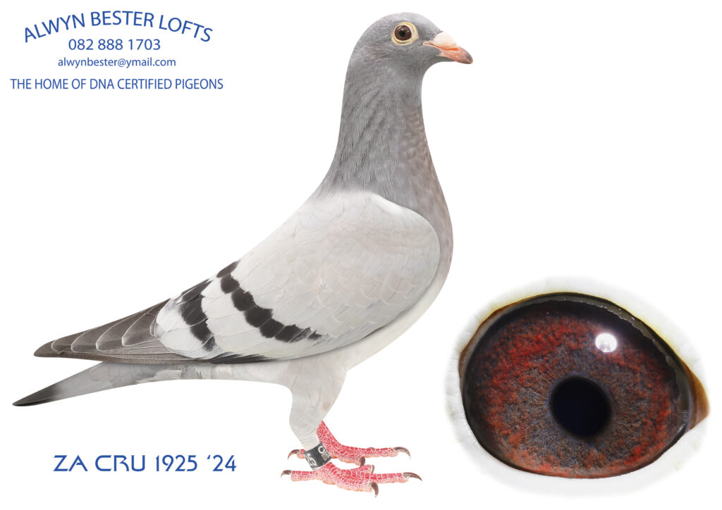 .LOT 2 ALWYN BESTER – ZA 24 CRU 1931 -Halfbrother and sister mating. Very special .Bred from the ...