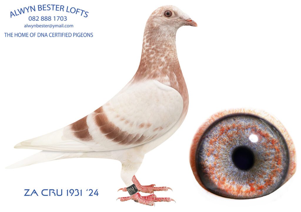 .LOT 2 ALWYN BESTER – ZA 24 CRU 1931 -Halfbrother and sister mating. Very special .Bred from the ...