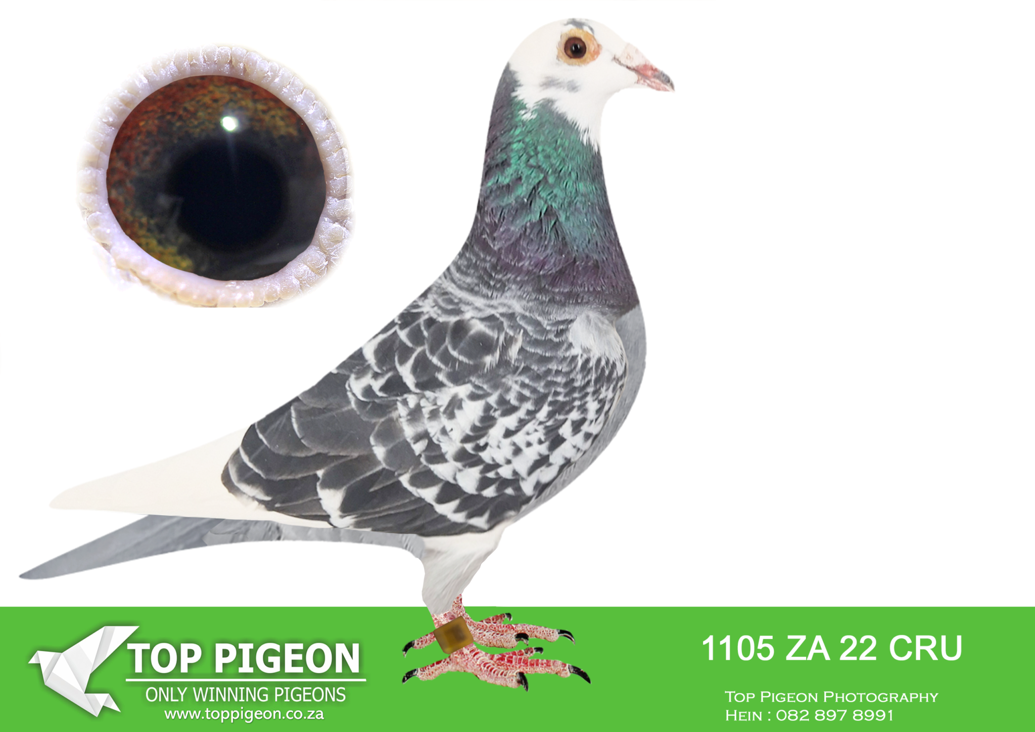 .LOT 9 BOTHA LOFTS – ZA 22 CRU 1105 -SIRE:02835 ZA 16 Concorde`s Brother. ALWYN BESTER. Full ...