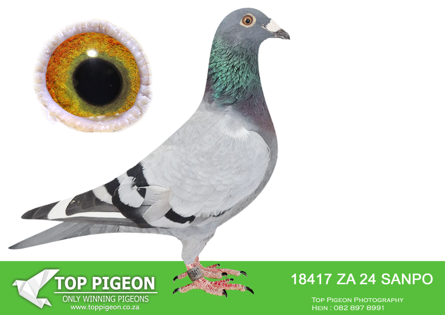 LOT 15 BADENHORST HOKKE -ZA 24 SANPO 18417 -Super young cock bred for stock. Bred from one of ...