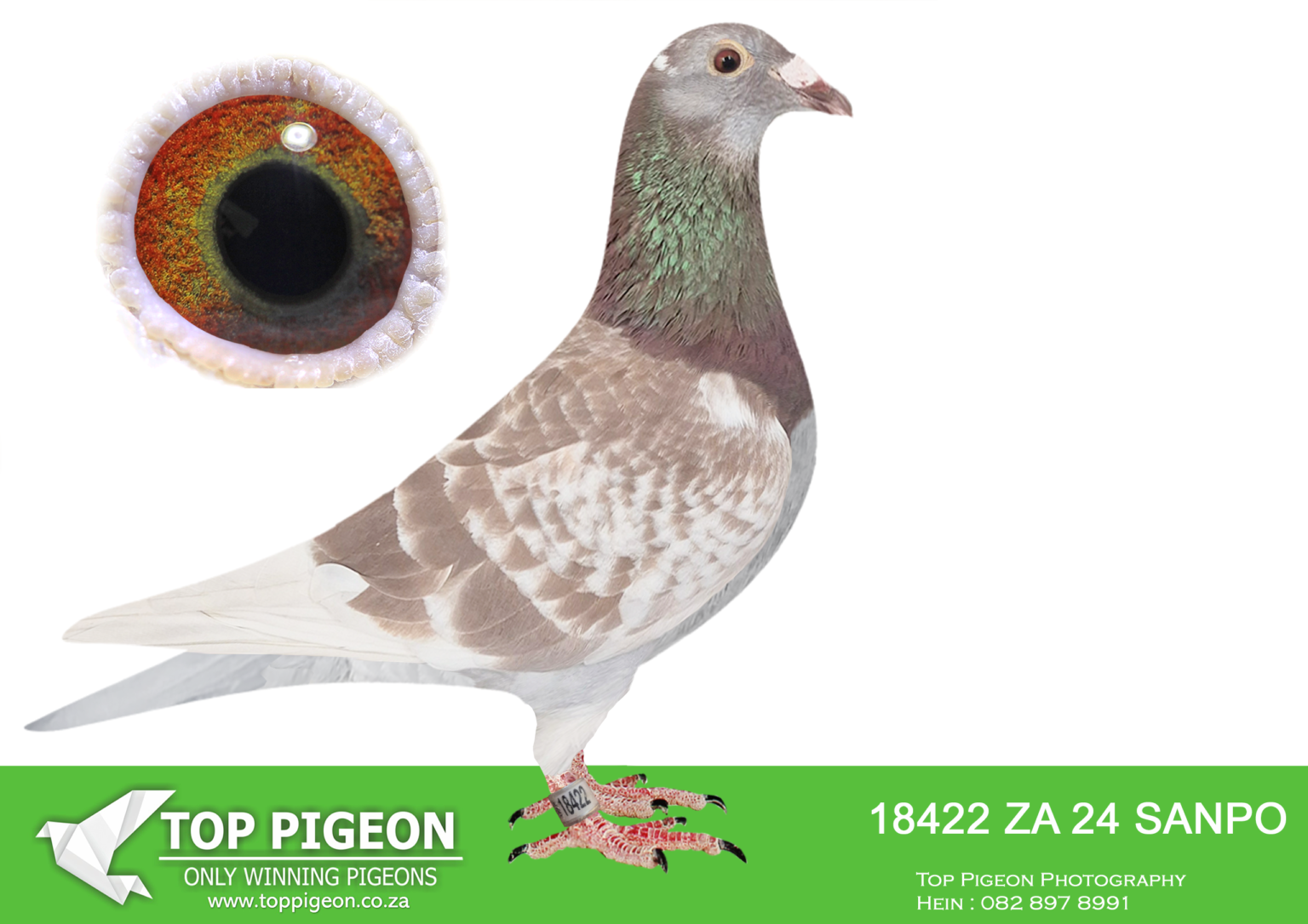 LOT 14 BADENHORST HOKKE -ZA 24 SANPO 18422 -SIRE: 2188120 13 BELG ...