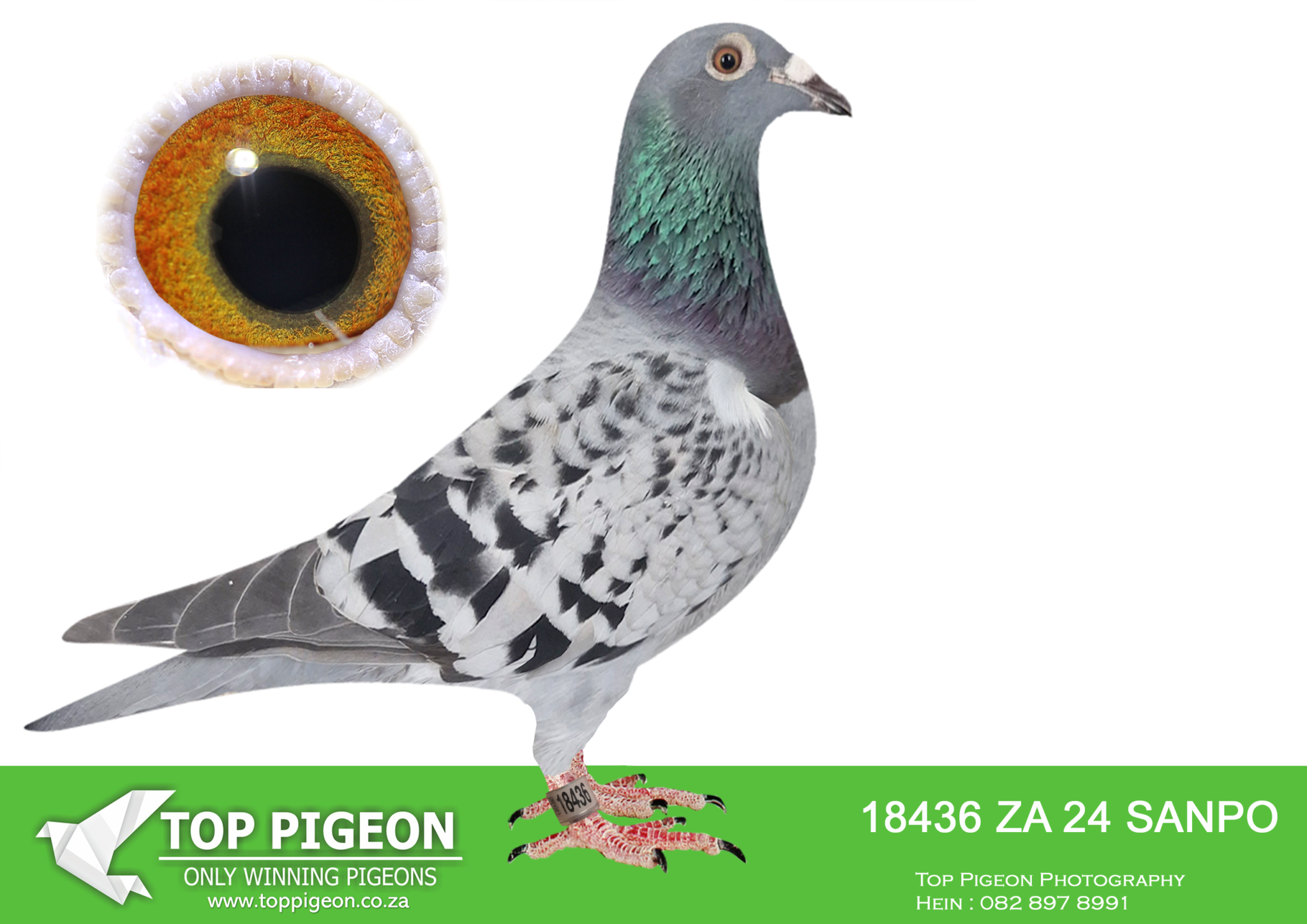LOT 19 BADENHORST HOKKE -ZA 24 SANPO 18436 -perfect hen. bred for stock ...