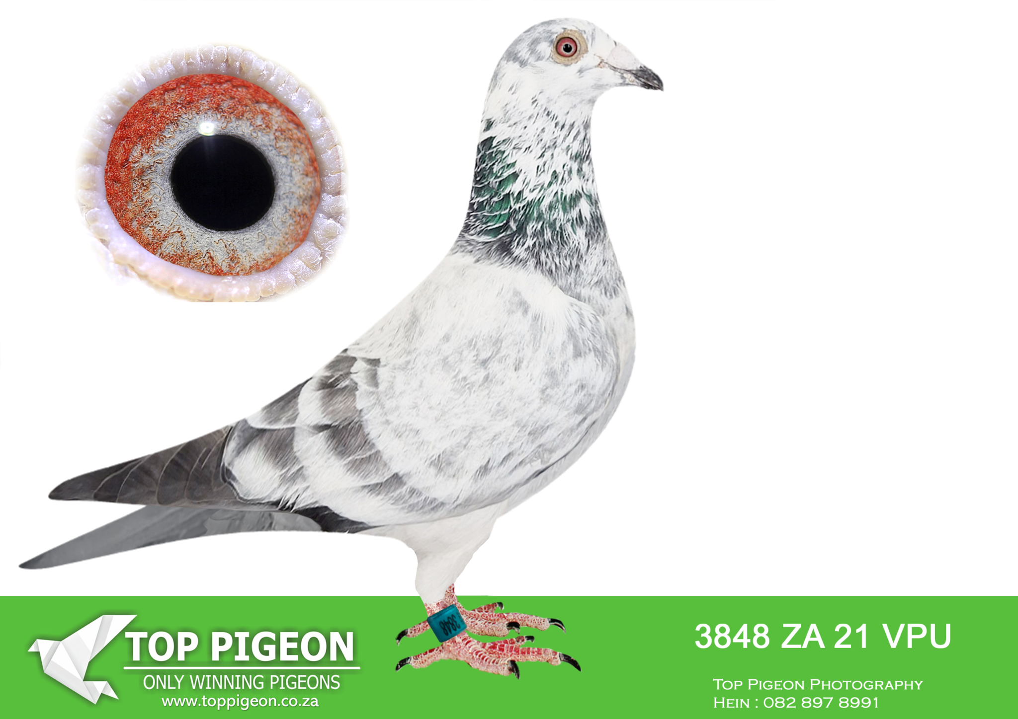 LOT 13 PIGEON PALACE -ZA 21 VPU 3848 -‘Grizzle Jnr’ Crack Aelbrecht ...