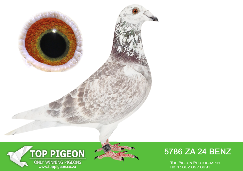 .LOT 1 PIGEON PALACE – NL 21 1676258 –BRED 1ST SA BIRD IN PATTAYA FINAL ...