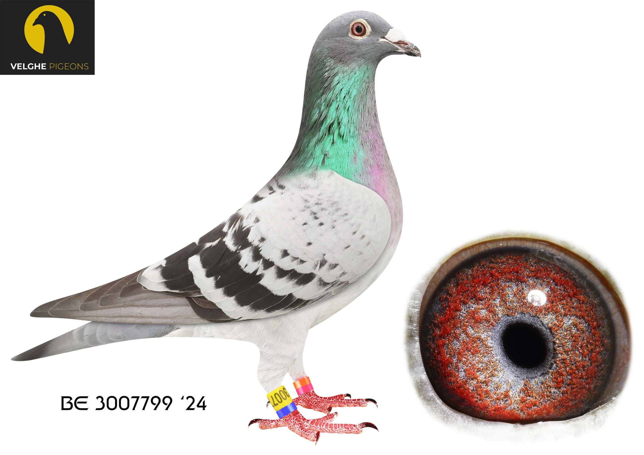 LOT 17 VELGHE PIGEONS – BE 24 3007799 CH – EXCLUSIVE INBRED BLIZZARD ...