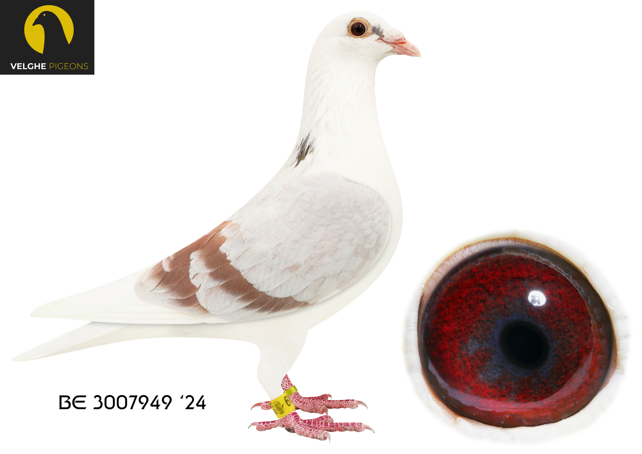 LOT 14 VELGHE PIGEONS – BE 24 3007949 MEALY PIED COCK — – – Grandson ...