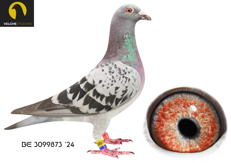 LOT 24 VELGHE PIGEONS – BE 24 3099879 BBAR COCK -Grandson BLIZZARD ...