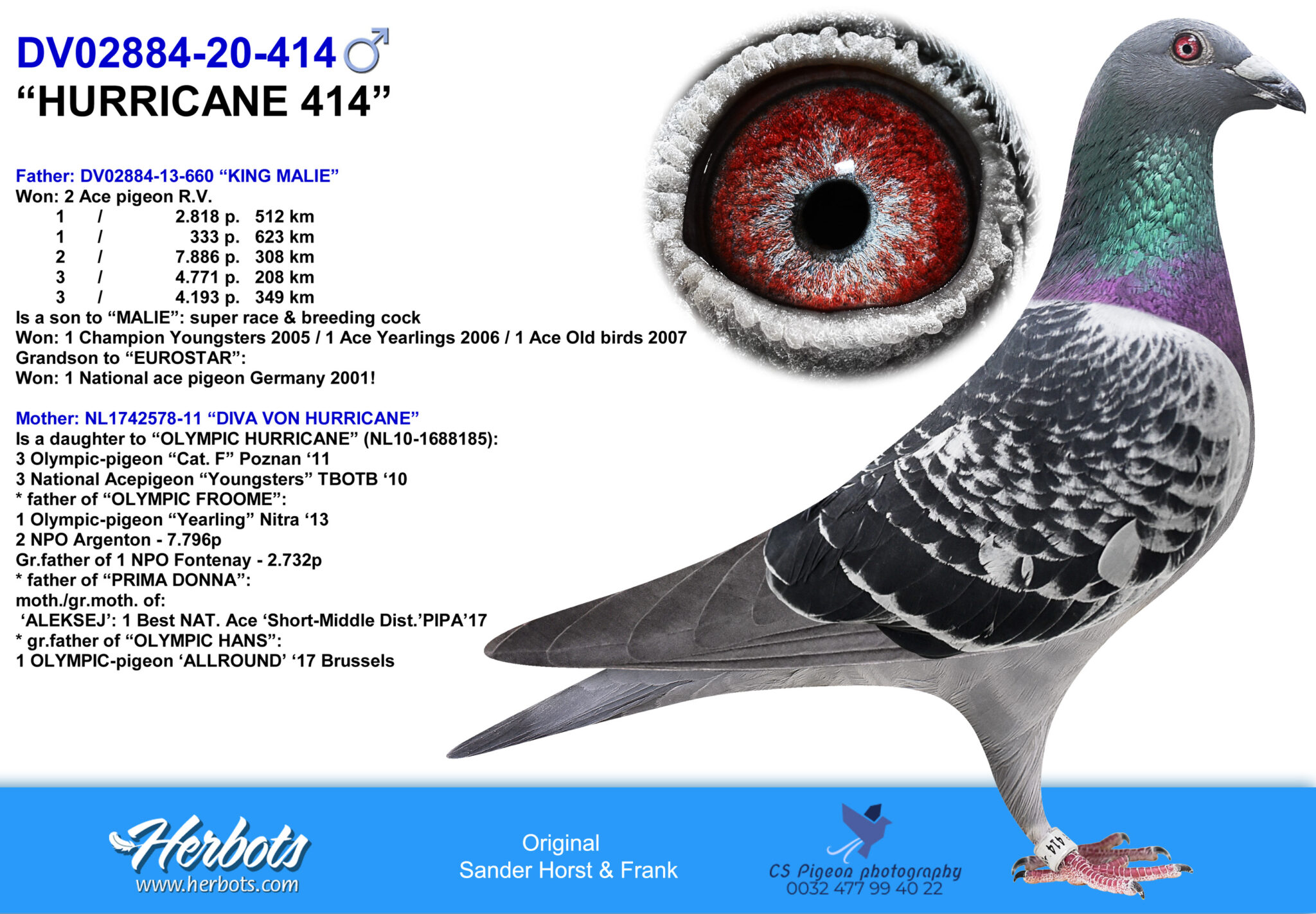 LOT 10 PIGEON PALACE – DV 20 02884 414 -THIS COCK ALLREADY BRED 2ND ACE CAPETOWN INTERNATIONAL ...
