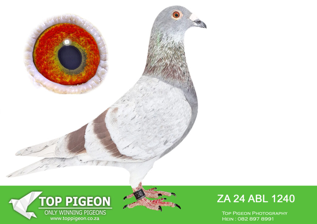 .LOT 2 ALWYN BESTER -ZA 25 ABL 2024 -HALF SIBLING WERE SOLD FOR R86 000.00 ON TOPPIGEON———SIRE ...