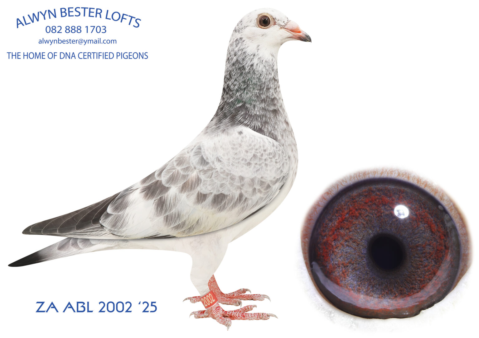 .LOT 2 ALWYN BESTER / BLIZZARD KING KITTEL -ZA 25 ABL 2002 GRIZZLE HEN- BLIZZARD KING KITTEL ...