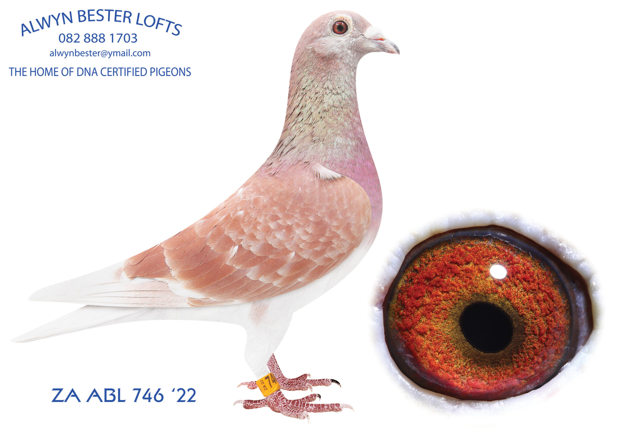 LOT 13 ALWYN BESTER -ZA 22 ABL 746 -Bred from a full brother to 63384 and 63390 mated to a super ...