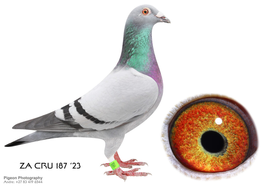 .LOT 1 FERDIE COETZER – ZA 23 CRU 187 – is an absolute stunning bb cock with the Kittel ...