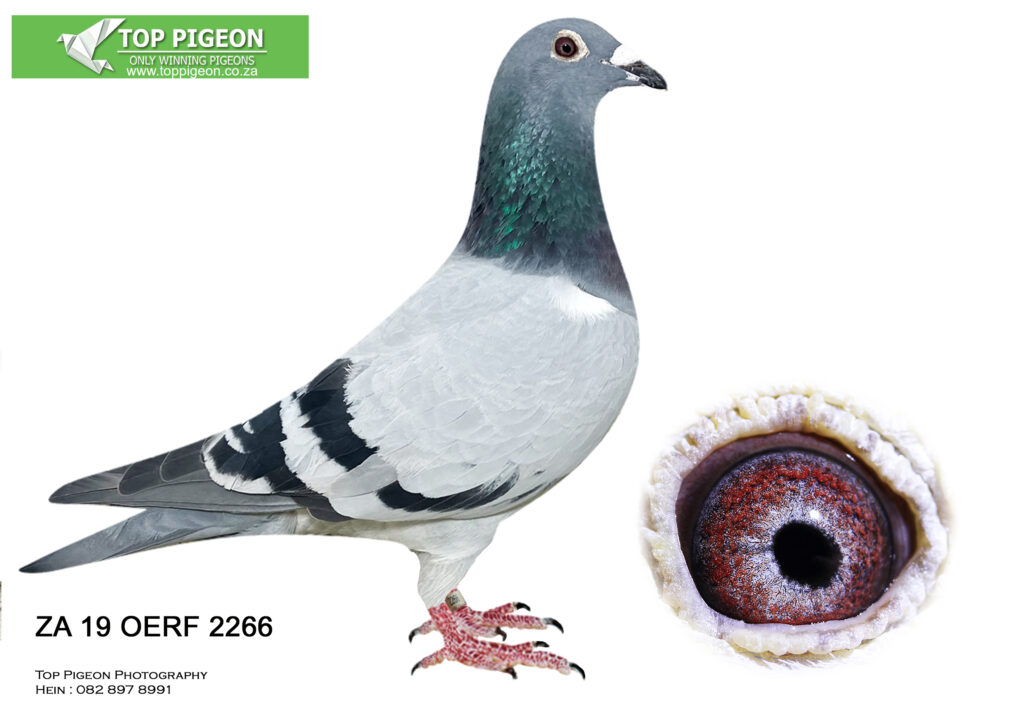 .LOT 1 SUPER WEDNESDAY – 9425 ZA 22 VPU —FIRST YEAR IN BREEDING LOFT BRED SPRINT FEDERATION ...