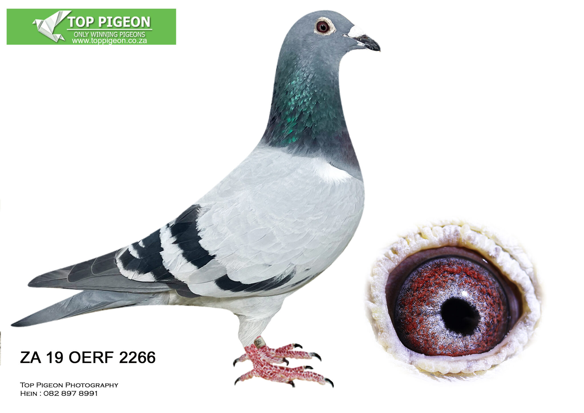 .LOT 2 SUPER WEDNESDAY – 2266 ZA 19 OERF -A VERY WELL BRED HEN WON ME LEEUGAMKA OVERNIGHT A WEEK ...