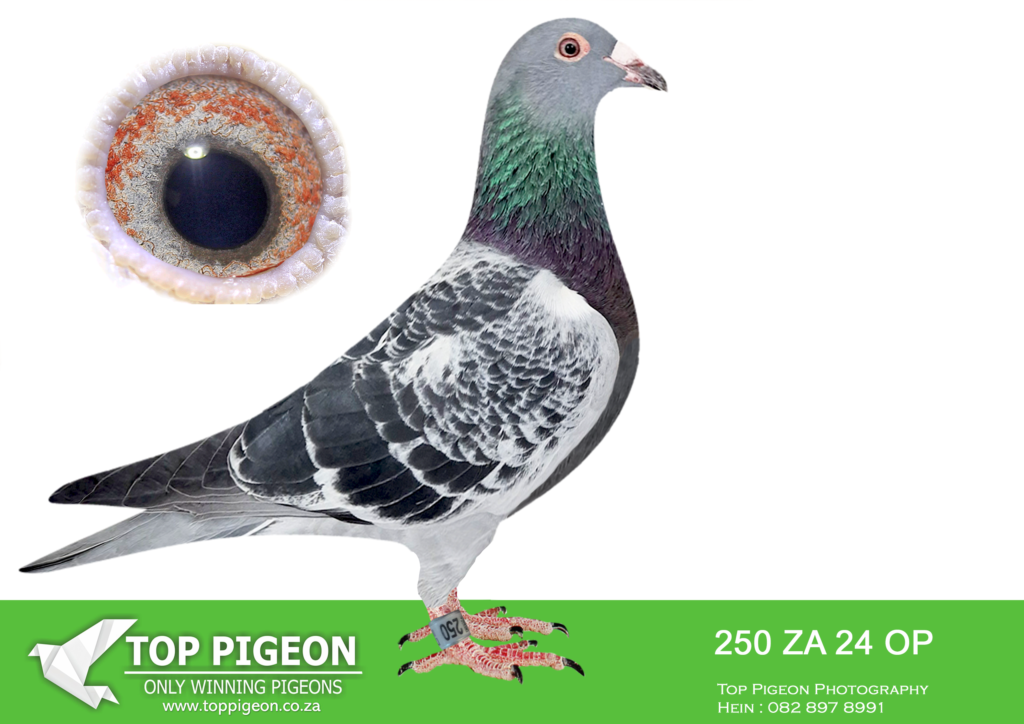 .LOT 8 NORMAN PHILLIPS -ZA 24 DIAS 250 -HALF SIBLING TO BARZALONA RACE ...