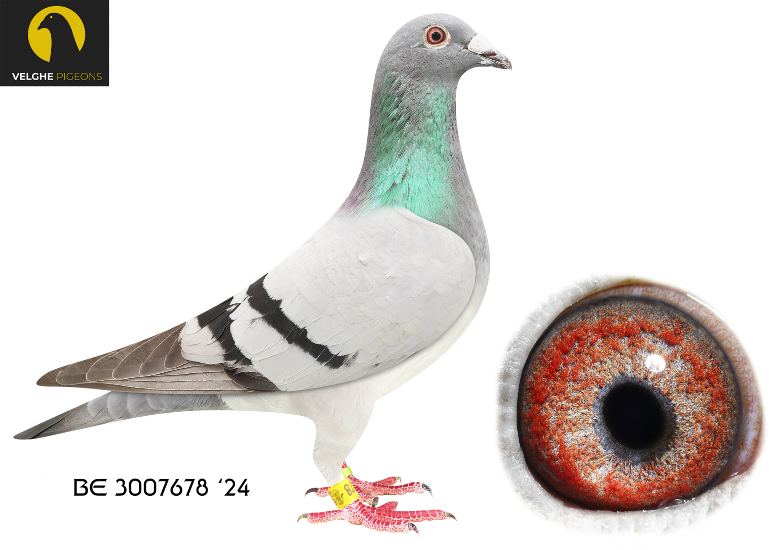 LOT 13 VELGHE PIGEONS AUCTION 2 -BE 24 3007678 BBAR COCK-SAME BRED SOLD ...