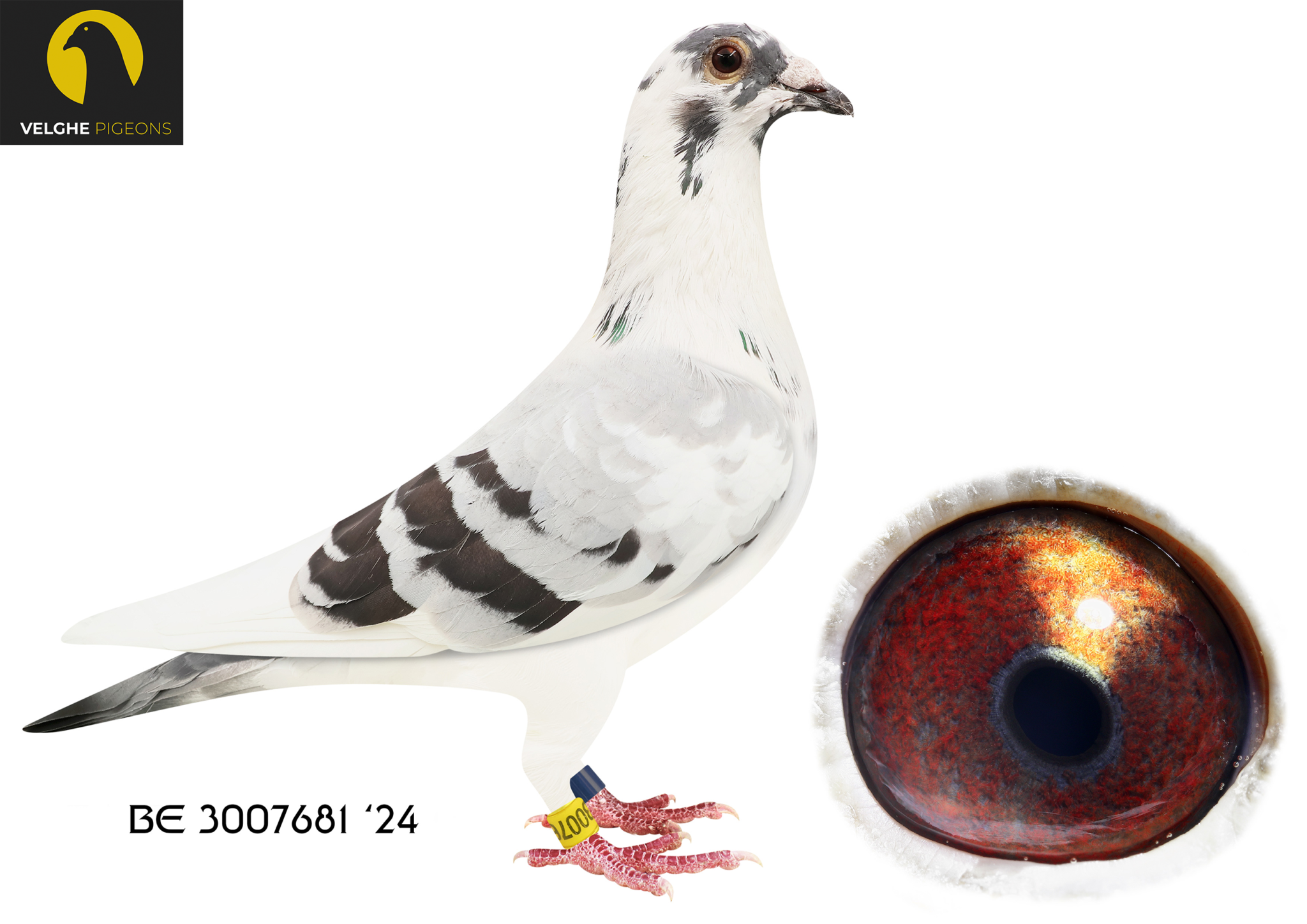 LOT 22 VELGHE PIGEONS AUCTION 2 -BE 24 3007681 BBAR PIED COCK-Best ...