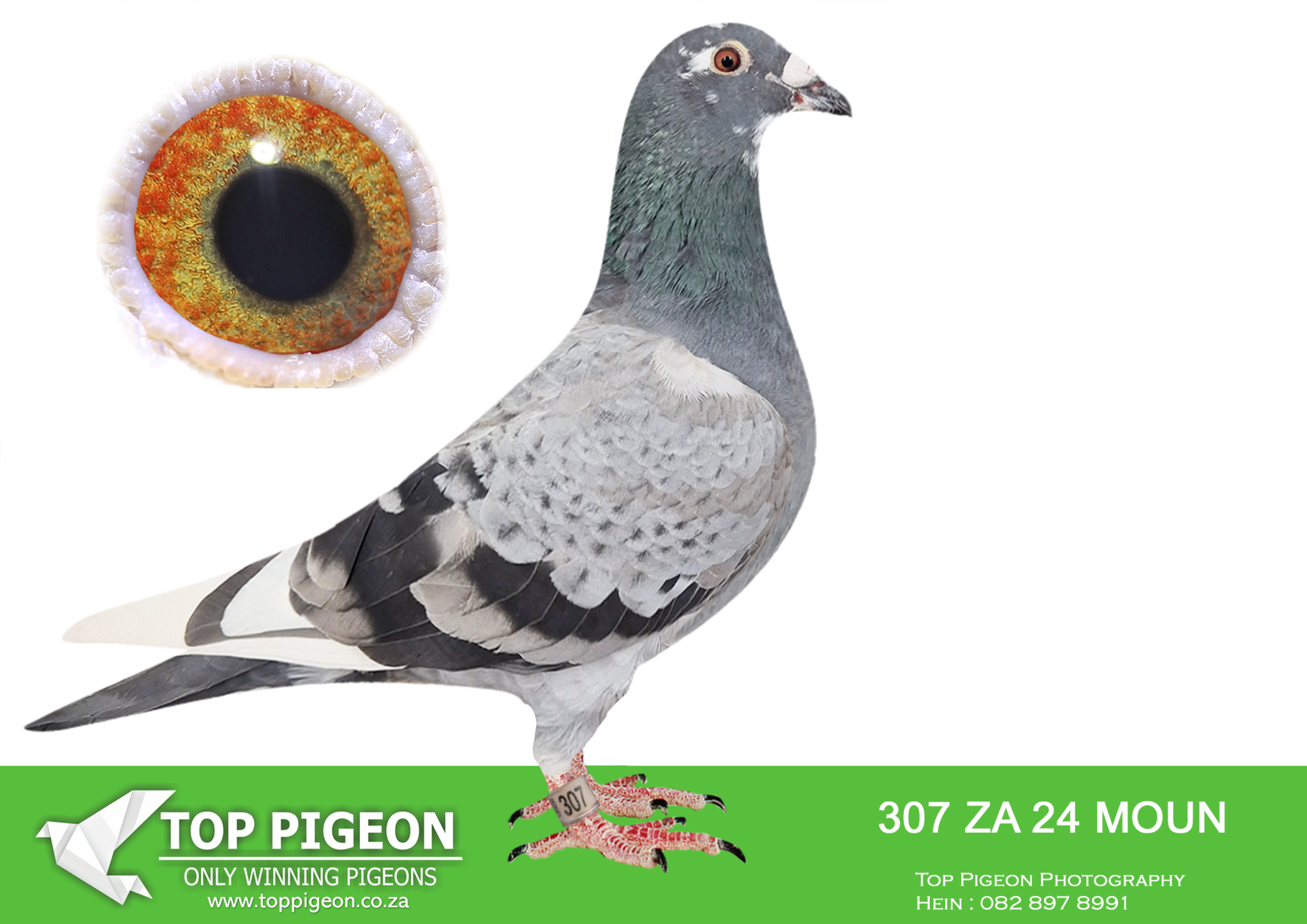 .LOT 6 FERDIE LUBBE -ZA 24 MOUN 307 -SIRE:”GAME CHANGER” NL21 1035996 SUPER BREEDER WITH ALL TOP ...