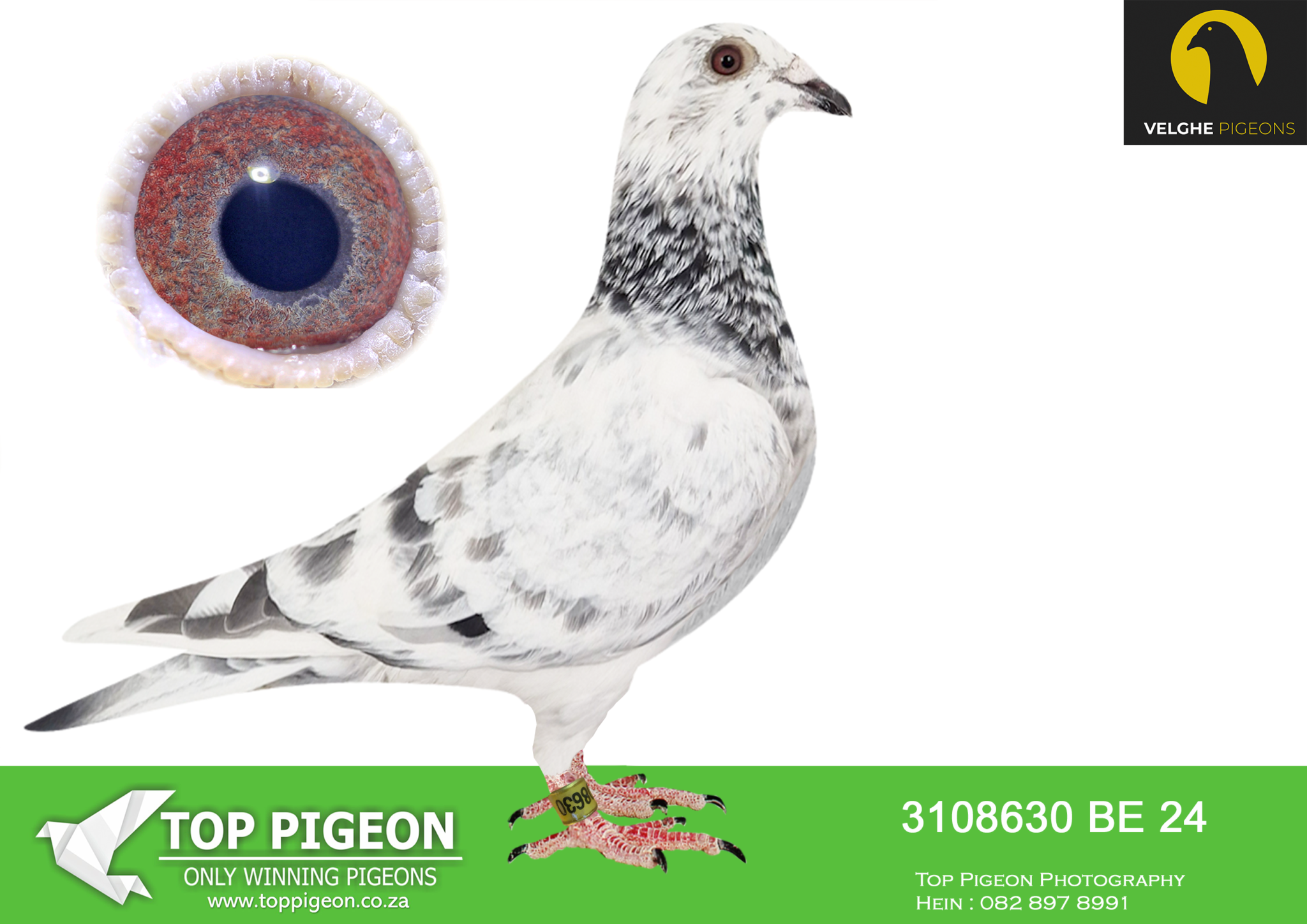 .LOT 5 VELGHE PIGEONS AUCTION 2 – BE 24 3108630 GRIZZLE HEN-SAME BRED SOLD FOR R92 500.00 ON ...
