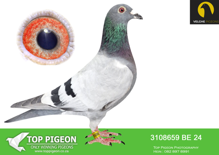 LOT 25 VELGHE PIGEONS AUCTION 2 -BE 24 3099856 GRIZZLE COCK – BLIZZARD ...