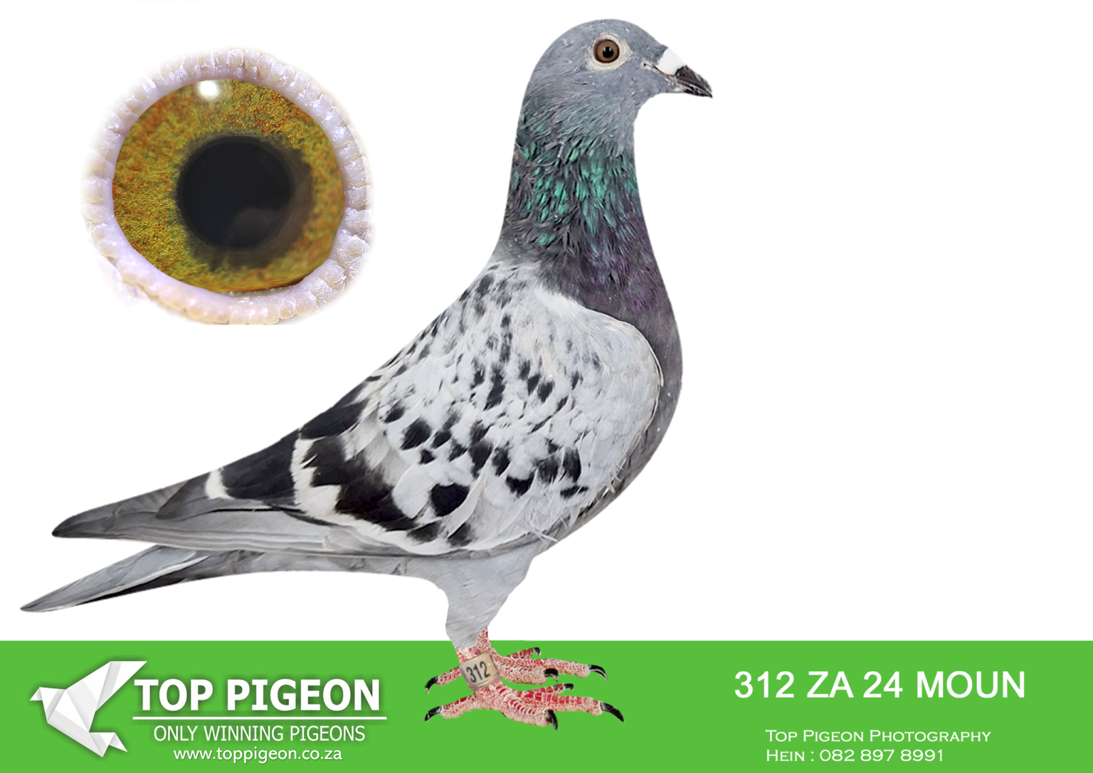 .LOT 7 FERDIE LUBBE “MOUNTAIN LOFTS” – ZA 24 MOUN 312 -Sire: ZA 15 04615. Alias “NOBLE LEGEND ...