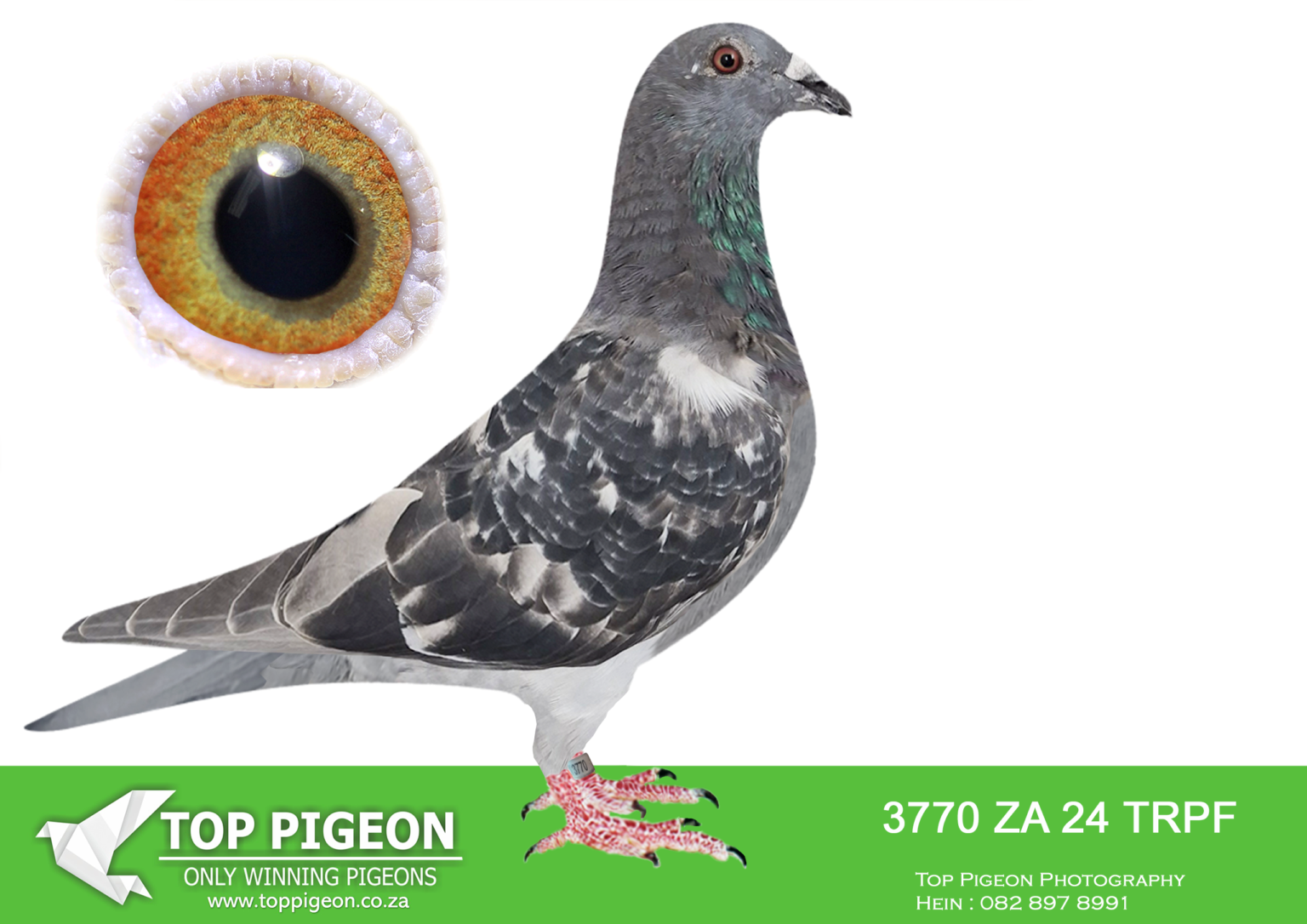 .LOT 1 END JUNE – 3770 ZA 24 TRPF -SIRE:ZA-2023-GPU-4746 TNT Elite Centre Best Kittel Mealy A ...