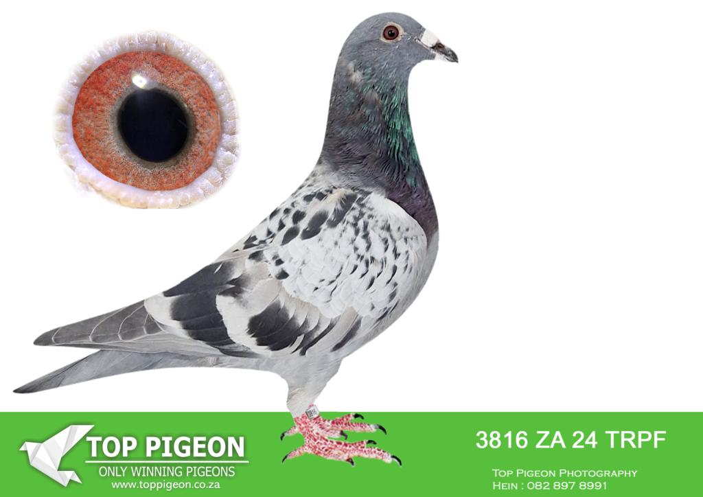 .LOT 1 SUPER WEDNESDAY – 9425 ZA 22 VPU —FIRST YEAR IN BREEDING LOFT BRED SPRINT FEDERATION ...