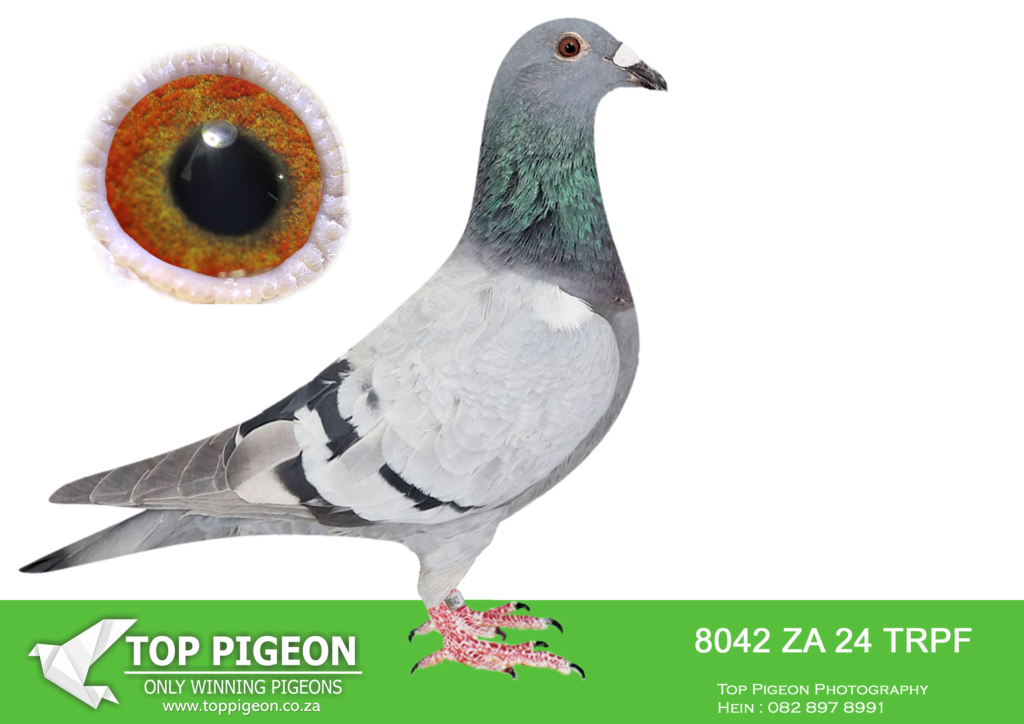 .LOT 1 SUPER WEDNESDAY – 9425 ZA 22 VPU —FIRST YEAR IN BREEDING LOFT BRED SPRINT FEDERATION ...