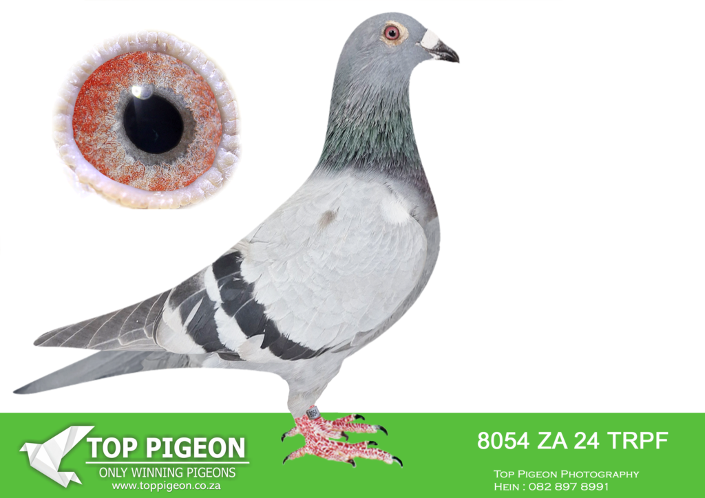 .LOT 1 SUPER WEDNESDAY – 9425 ZA 22 VPU —FIRST YEAR IN BREEDING LOFT BRED SPRINT FEDERATION ...