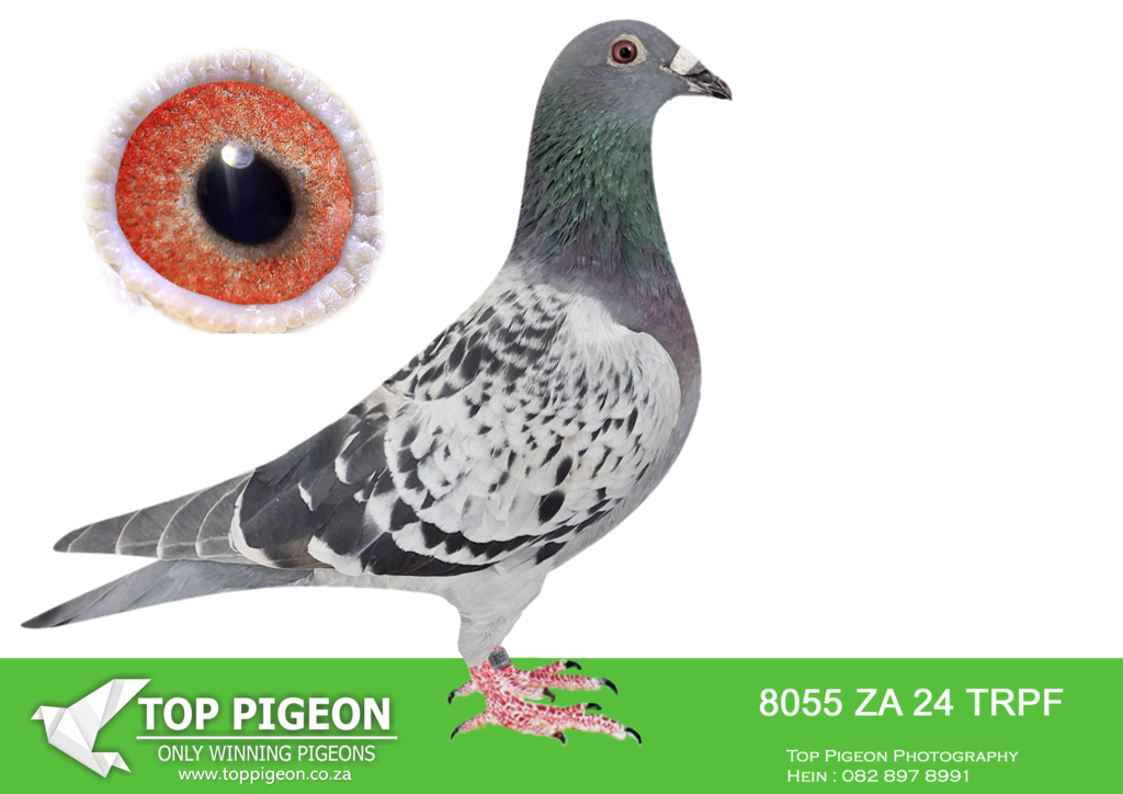 LOT 13 SUPER WEDNESDAY –8055 ZA 24 TRPF -SIRE:ZA-2020-GRPF-242 Mc Dermott Lofts Blue One of my ...