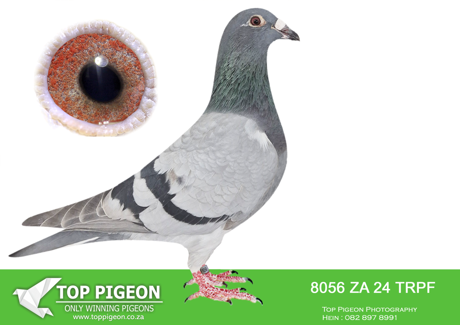 LOT 16 SUPER WEDNESDAY –8056 ZA 24 TRPF -SIRE:ZA-2020-GRPF-242 Mc Dermott Lofts Blue One of my ...